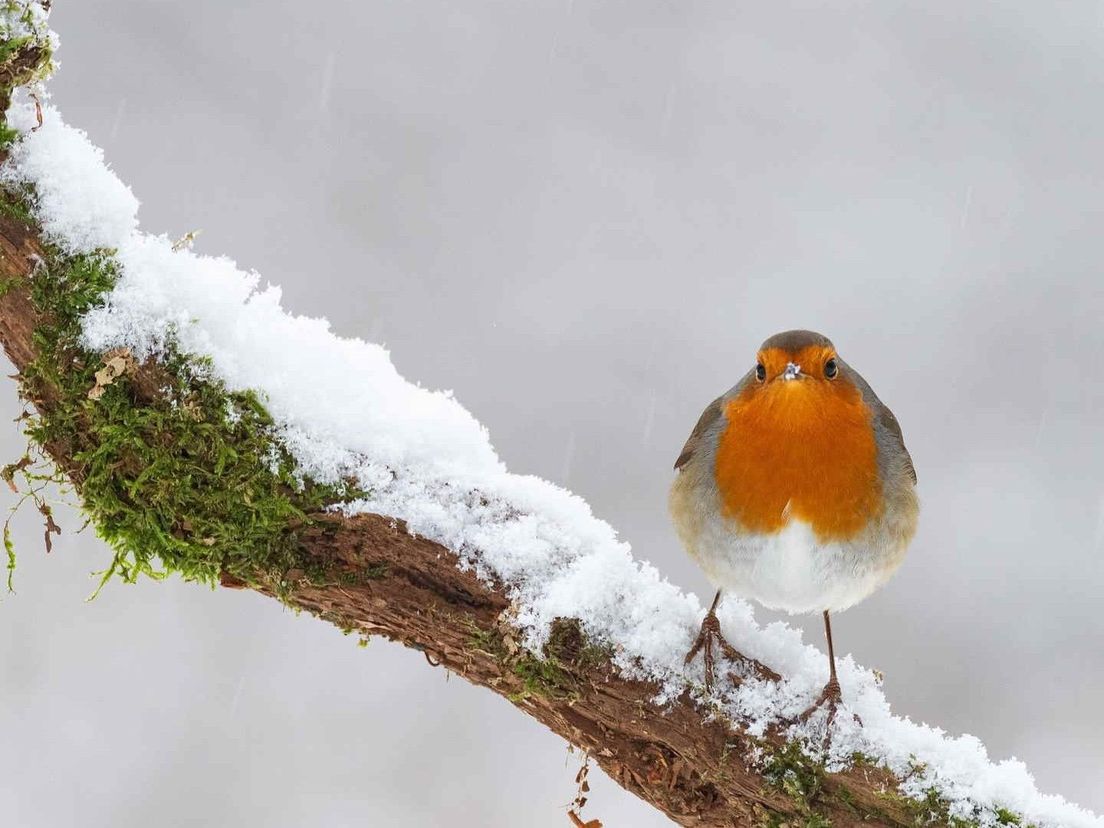 Top tien van Drentse tuinvogels: de roodborst - RTV Drenthe