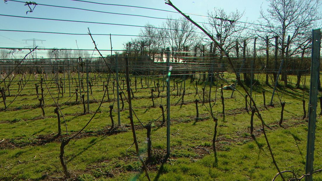Dit is waarom Zeeland het Bordeaux van 2050 kan worden - Omroep Zeeland