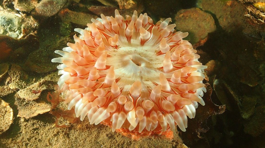 Van snotolf tot dodemansduim: bijzondere wezens uit de Oosterschelde ...