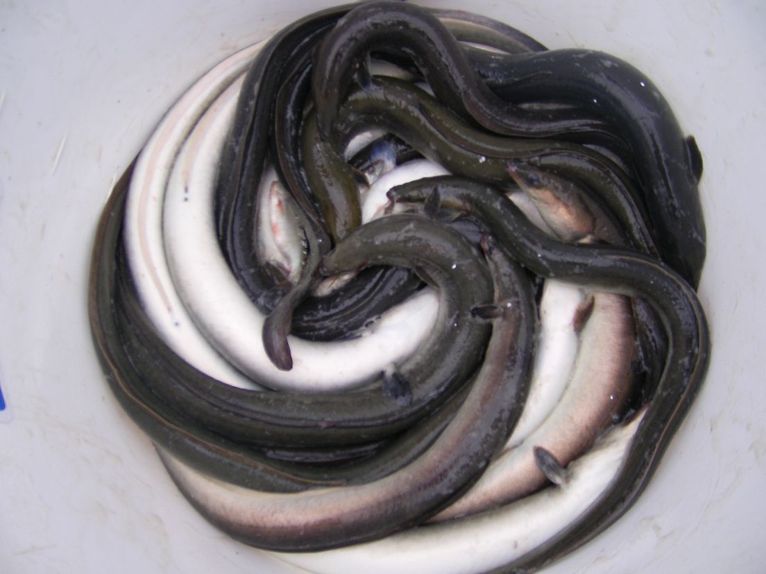 Grevelingenmeer volgestort met jonge palingen - Rijnmond