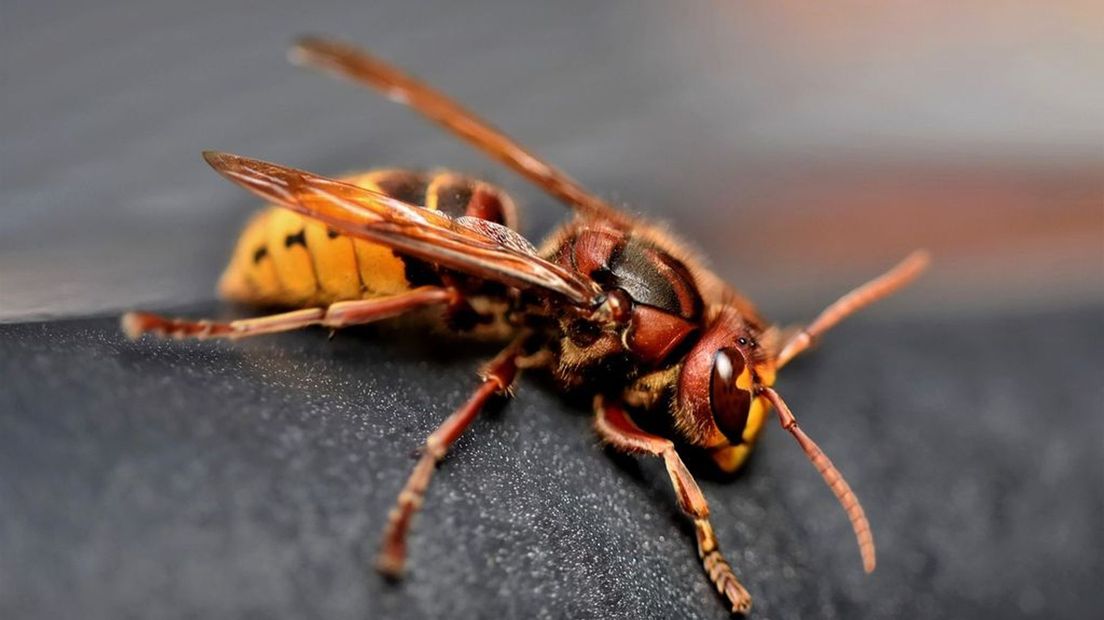 Hoe zie je het verschil tussen een Europese en Aziatische hoornaar ...