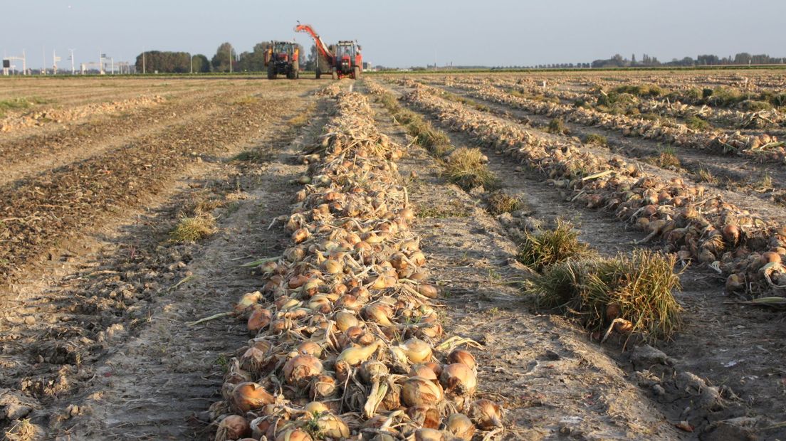 Feest op de Uiendag, maar ook zorgen - Omroep Zeeland