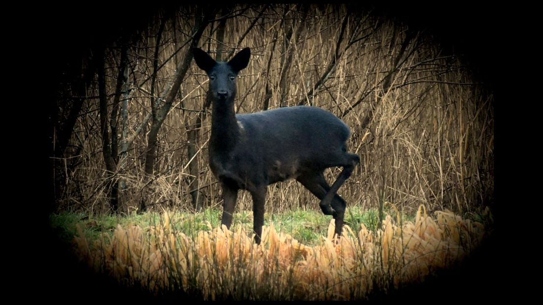 Opvallende ree en eekhoorn in Zuidlaren - RTV Drenthe
