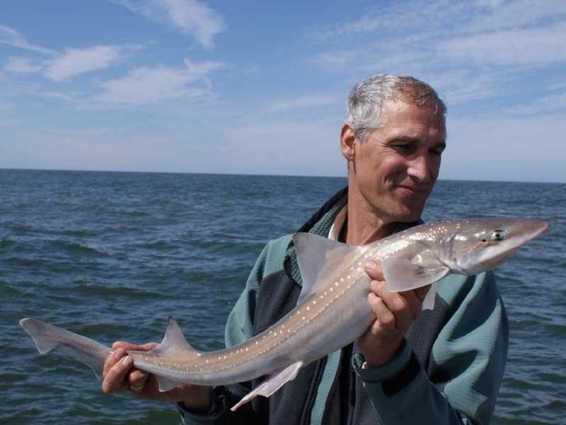 Waarom zijn er bij Cadzand zoveel haaientanden te vinden? - Rijnmond