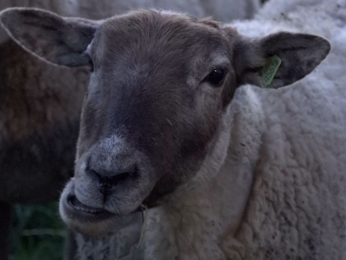 Lente begint nu echt: stadsherder Maria trekt met haar schapen ...