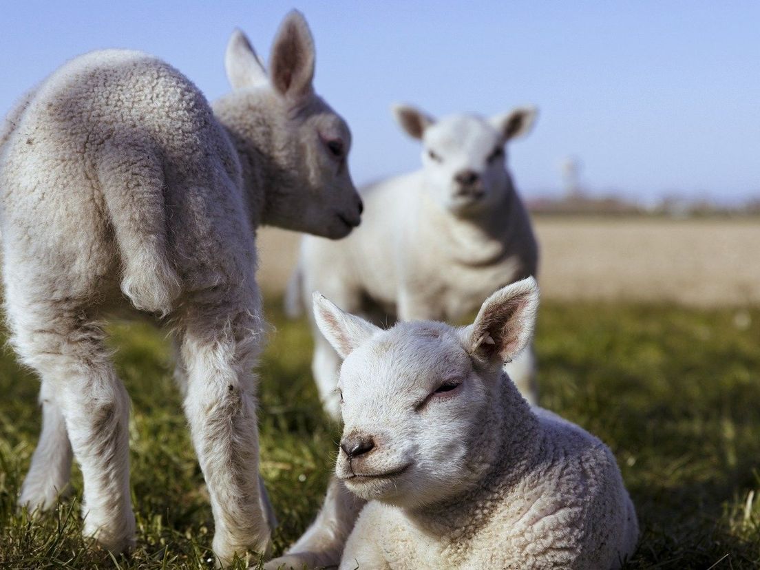 Lentekriebels: 225 lammetjes geboren bij schaapskudde Doldersummerveld ...