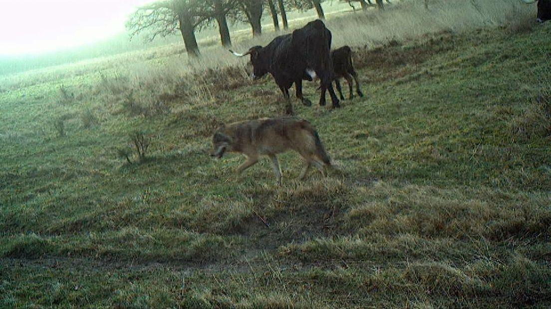 Sayaguesa runderen weren wolf uit kudde: 'Ze nemen kalfjes in ...